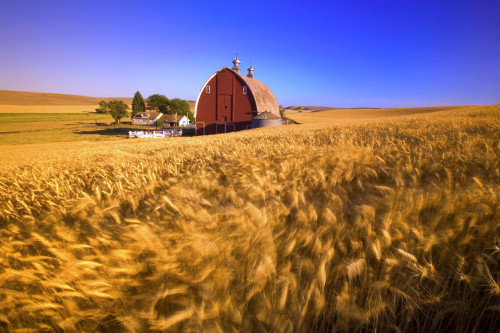 An old, red heritage barn in a golden wheat field in Steptoe in the ...