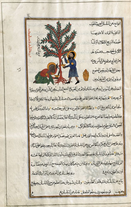 Identified in book as Arabian balsam tree. Commiphora gileadensis ...