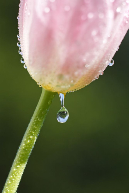 Water droplet falling from a pink tulip, extreme close-up; Oregon ...