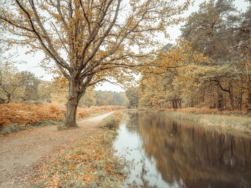 Canal through forest by Assaf Frank - Item # VARPDXAF20201108260C01 ...