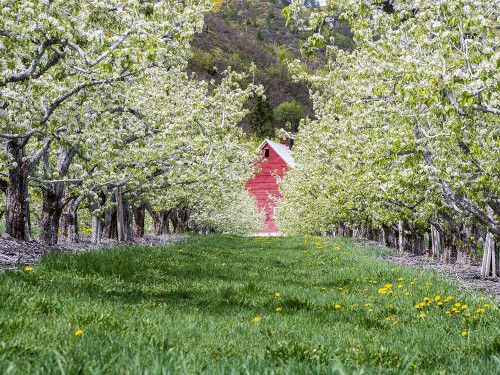 Washington State. Orchard and rows of fruit trees in bloom in spring ...
