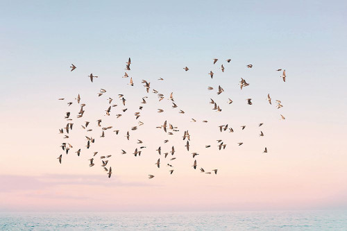 Sunset Flight Poster Print - Pienaar - Posterazzi