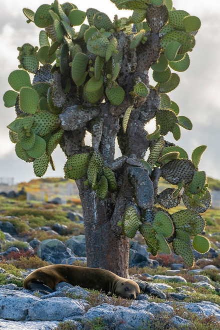 Ecuador-Galapagos National Park-South Plaza Island. Sea lion resting ...
