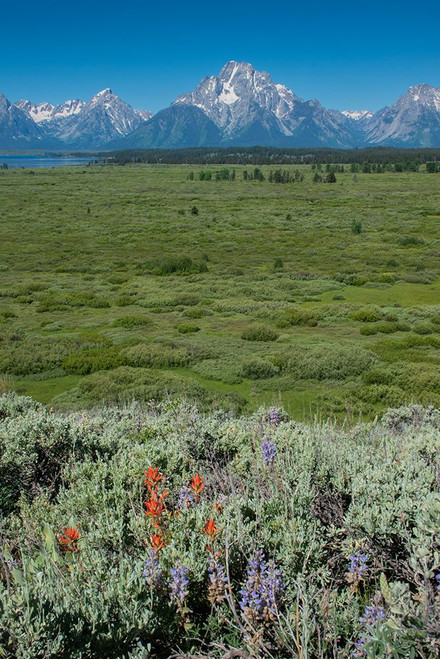 Wildflowers and Grand Tetons-Lunch Tree Hill-Grand Teton National Park ...