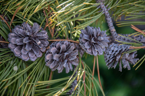 Lodgepole pine cones and needles-Lakeshore Trail-Colter Bay-Grand ...