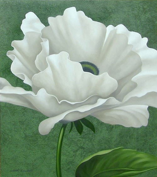 White Poppy Poster Print - John Zaccheo - Posterazzi