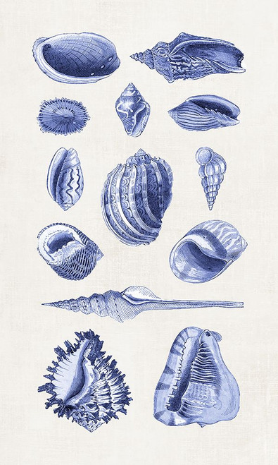 Blue Shells II Poster Print - Andrea Haase - Posterazzi