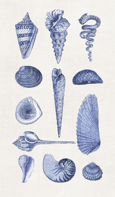 Blue Shells I Poster Print - Andrea Haase - Posterazzi