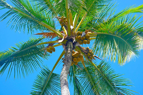 Palm Pinwheel Poster Print - Melissa Nebula - Posterazzi