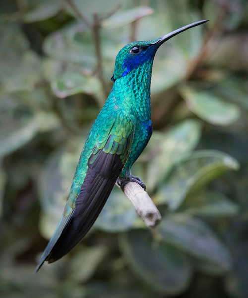 Colorful sparkling violet ear hummingbird is widespread in the Andes ...