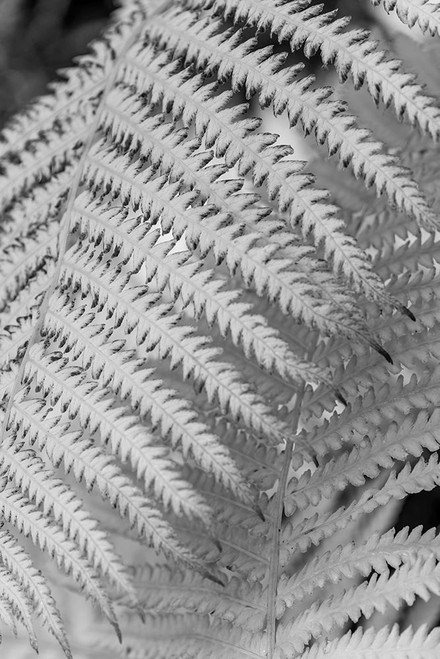 Fern. Poster Print - Janet Muir - Posterazzi