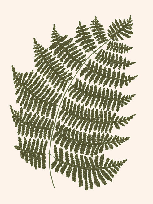 Forest Fern Blush 1 Poster Print - Melody Designs Sweet - Posterazzi