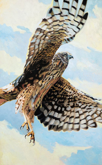 Northern Harrier Poster Print - Max Hayslette - Posterazzi
