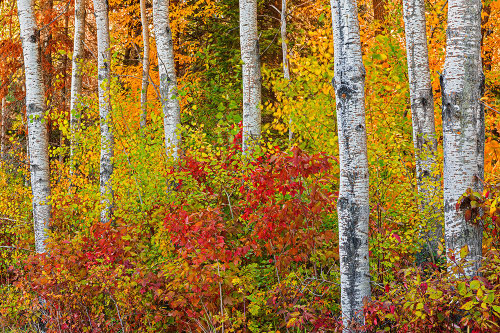 Canada- Manitoba. Autumn colors Hecla-Grindstone Provincial Park ...