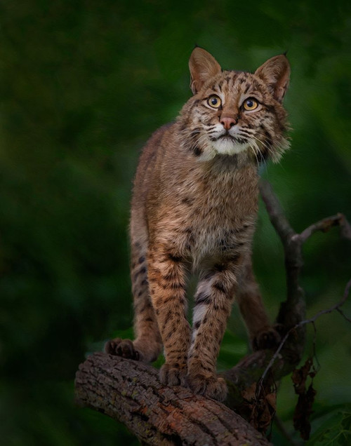 Bobcat Poses On Tree Branch 1 Poster Print - Online Galloimages ...