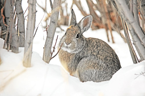 Cottontail Rabbit in Snow 2 Poster Print - Jennie Marie Schell - Posterazzi