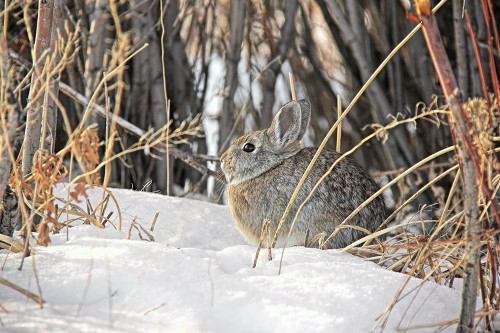 Cottontail Rabbit in Snow 1 Poster Print - Jennie Marie Schell - Posterazzi