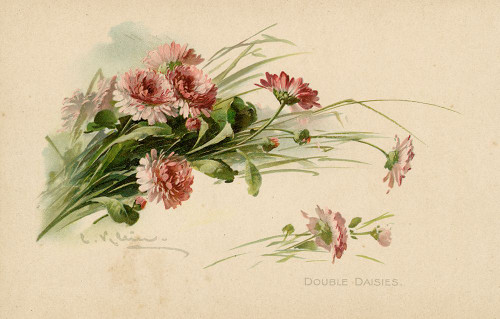 Double Daisies Color Poster Print - Licensing Studio Art - Posterazzi