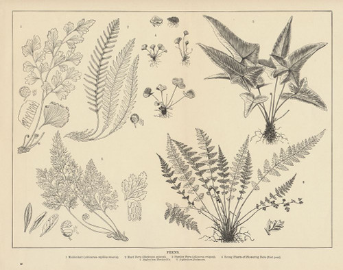 Fern Chart Poster Print - Apple Portfolio Wild - Posterazzi