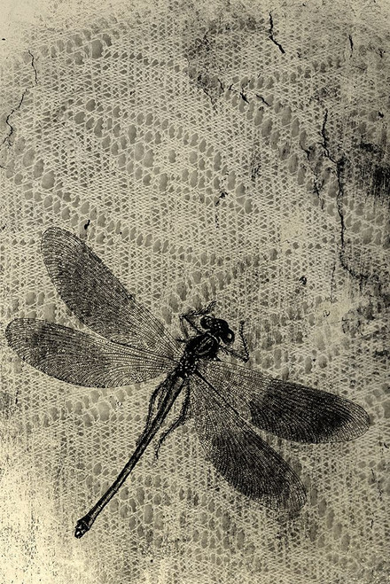 Dragonfly and Lace Poster Print - ArtLab GI - Posterazzi