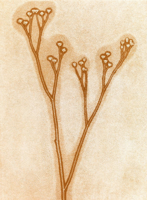 Nutmeg Bud 2 Poster Print - Studio MMB - Posterazzi