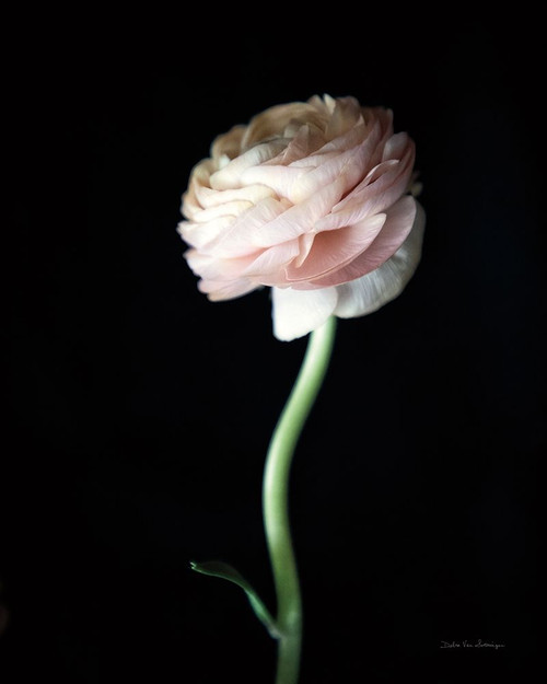 Single Ranunculus IV Poster Print - Swearingen Debra Van - Posterazzi