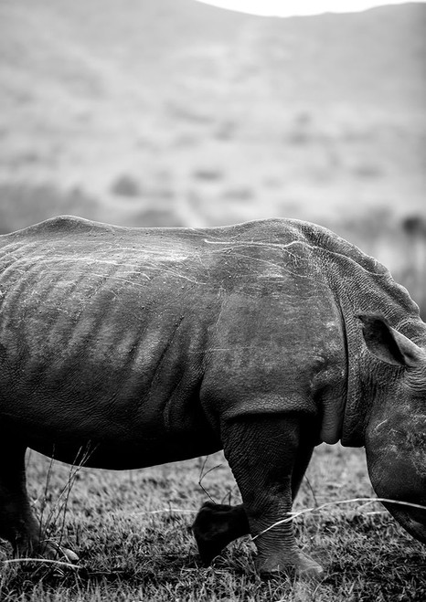 Black Rhino Poster Print - by Clint Shot - Posterazzi