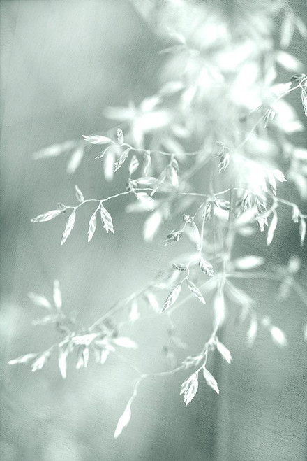 Delicate Poster Print - Judy Stalus - Posterazzi