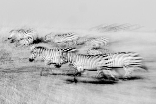 Moving stripes Poster Print - Rastogi Lokesh Kumar - Posterazzi