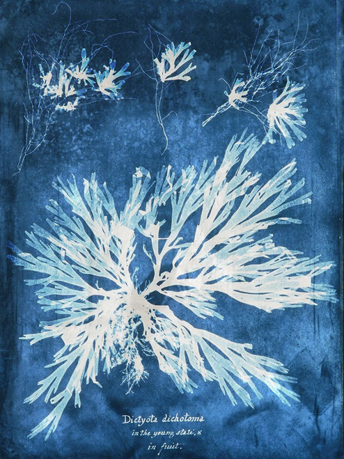 Natural Forms Blue 3 Poster Print - Studio SEA - Posterazzi