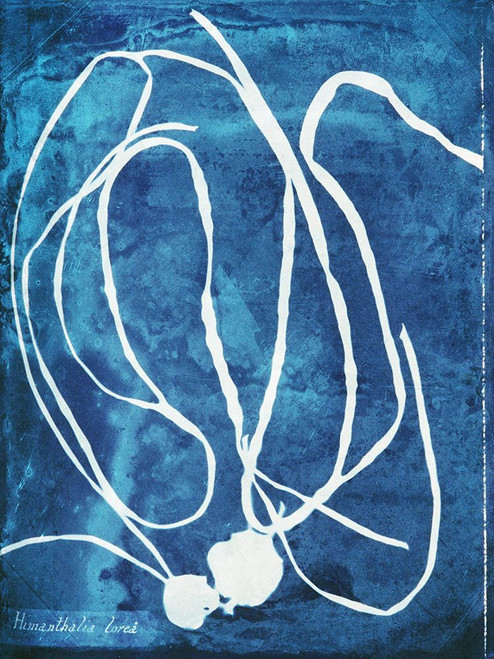 Natural Forms Blue 5 Poster Print - Studio SEA - Posterazzi