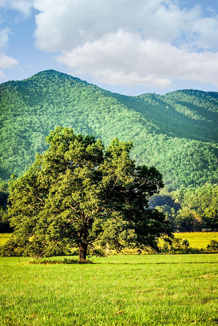 Cades Cove Tree Poster Print - Rachel Lee - Posterazzi