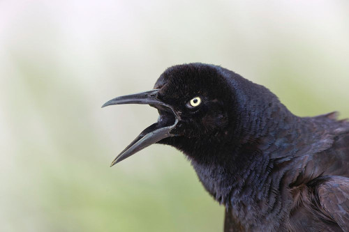Great-tailed Grackle close-up-South Padre Island-Texas Poster Print ...