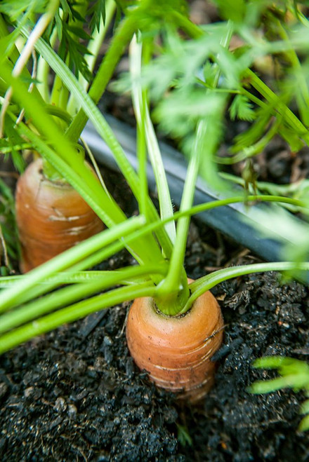 Issaquah-Washington State-USA Yaya carrots growing with tops showing ...