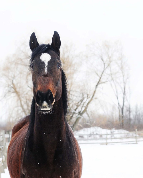 Stable Brown Horse Poster Print - Chelsea Kedron # VARPDXVC041A ...
