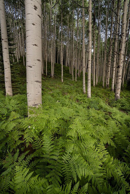USA-Colorado-Gunnison National Forest Aspen trees and western bracken ...