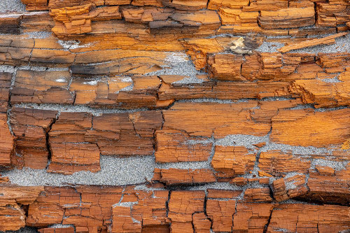 USA-Washington State-Fort Flagler State Park Crumbling driftwood close ...