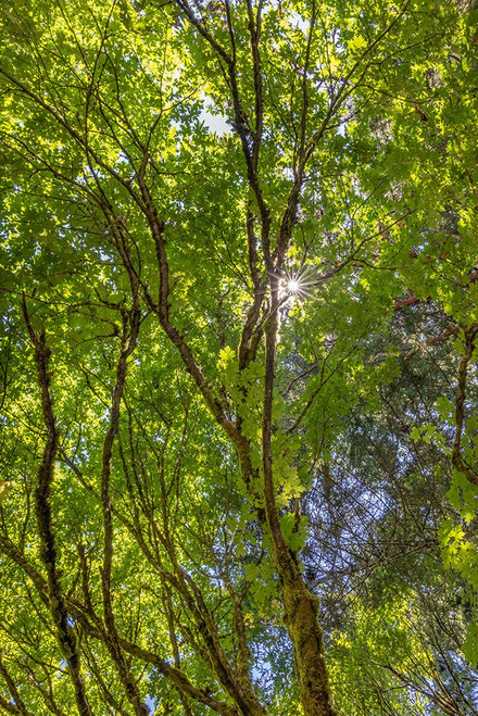 USA-Washington State-Seabeck Bigleaf maple trees in Anderson Landing ...