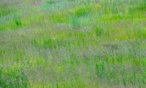 USA-Washington State-Palouse-Eastern Washington Green grass field ...