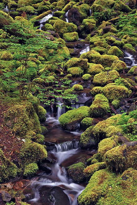 Small stream cascading through moss covered rocks-Hoh Rainforest ...