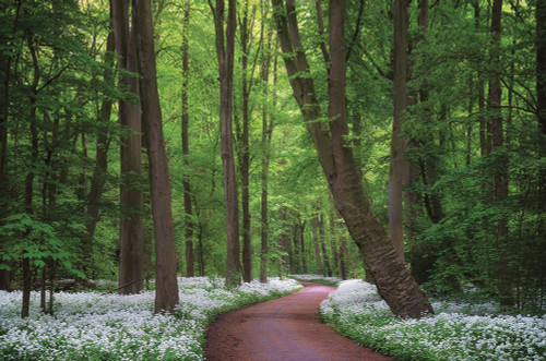 Fragrant Road Poster Print - Martin Podt # VARPDXMPP817 - Posterazzi