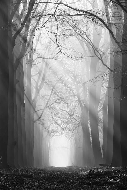 Sunray Path Poster Print - Martin Podt # VARPDXMPP808 - Posterazzi Sunray Path Poster Print - Martin Podt # VARPDXMPP808 - Posterazzi