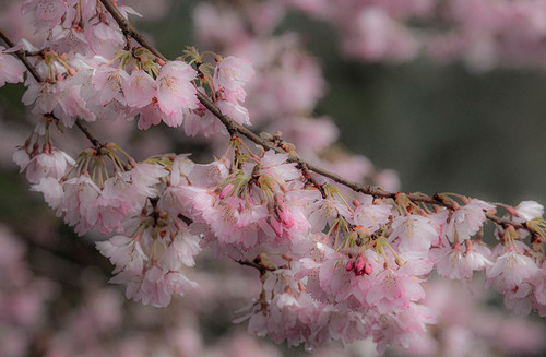 USA-Washington State-Fall City-Springtime cherry trees blooming along ...