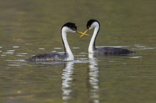 Western grebes-courting Poster Print - Ken Archer # VARPDXNA02KAR2525 ...