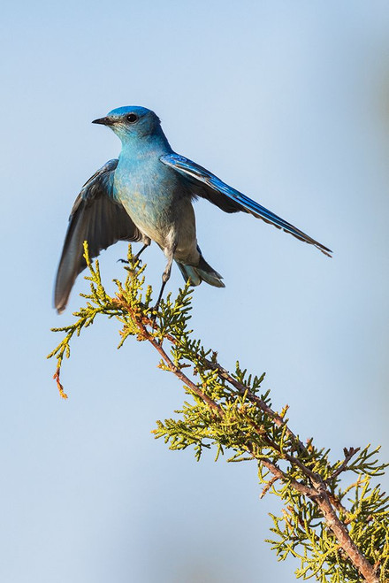 Mountain bluebird Poster Print - Ken Archer # VARPDXNA02KAR2419 ...