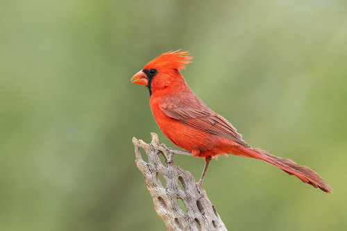 Northern cardinal Poster Print - Ken Archer # VARPDXNA02KAR2349 ...