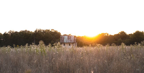 Field Find Poster Print - Donnie Quillen # VARPDXDQ269 - Posterazzi