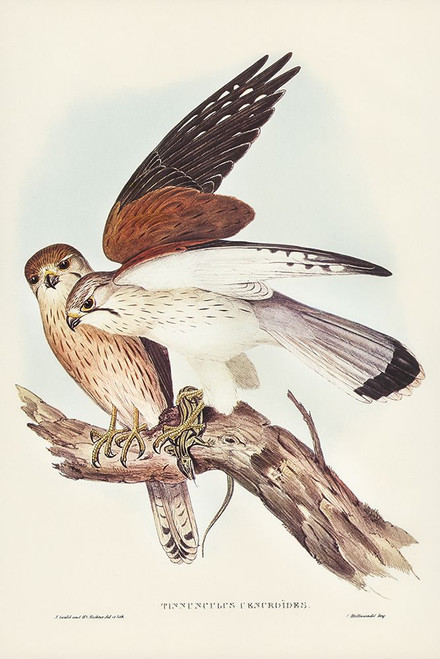 Nankeen Kestril-Tinnunculus Cencbroides Poster Print - John Gould ...