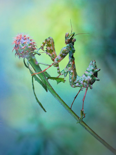 Nymph Poster Print - Jimmy Hoffman # VARPDX1830500 - Posterazzi