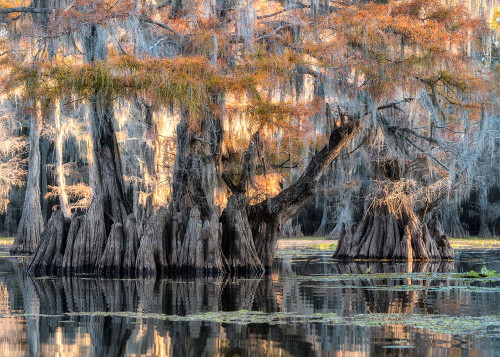 Bayou Morning Poster Print - Danny Head # VARPDX217784 - Posterazzi